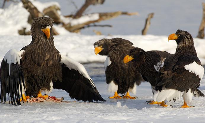 Lifes of Russian Wild Animals | Art and Design