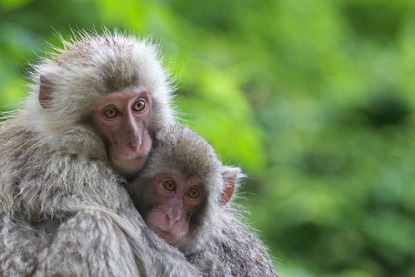 Snow monkeys by Masashi Mochida | Art and Design