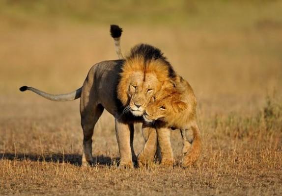 Wildlife Photography by Nik Zinoviev | Art and Design