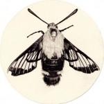 Pencil drawings by Amy Dover | Art and Design