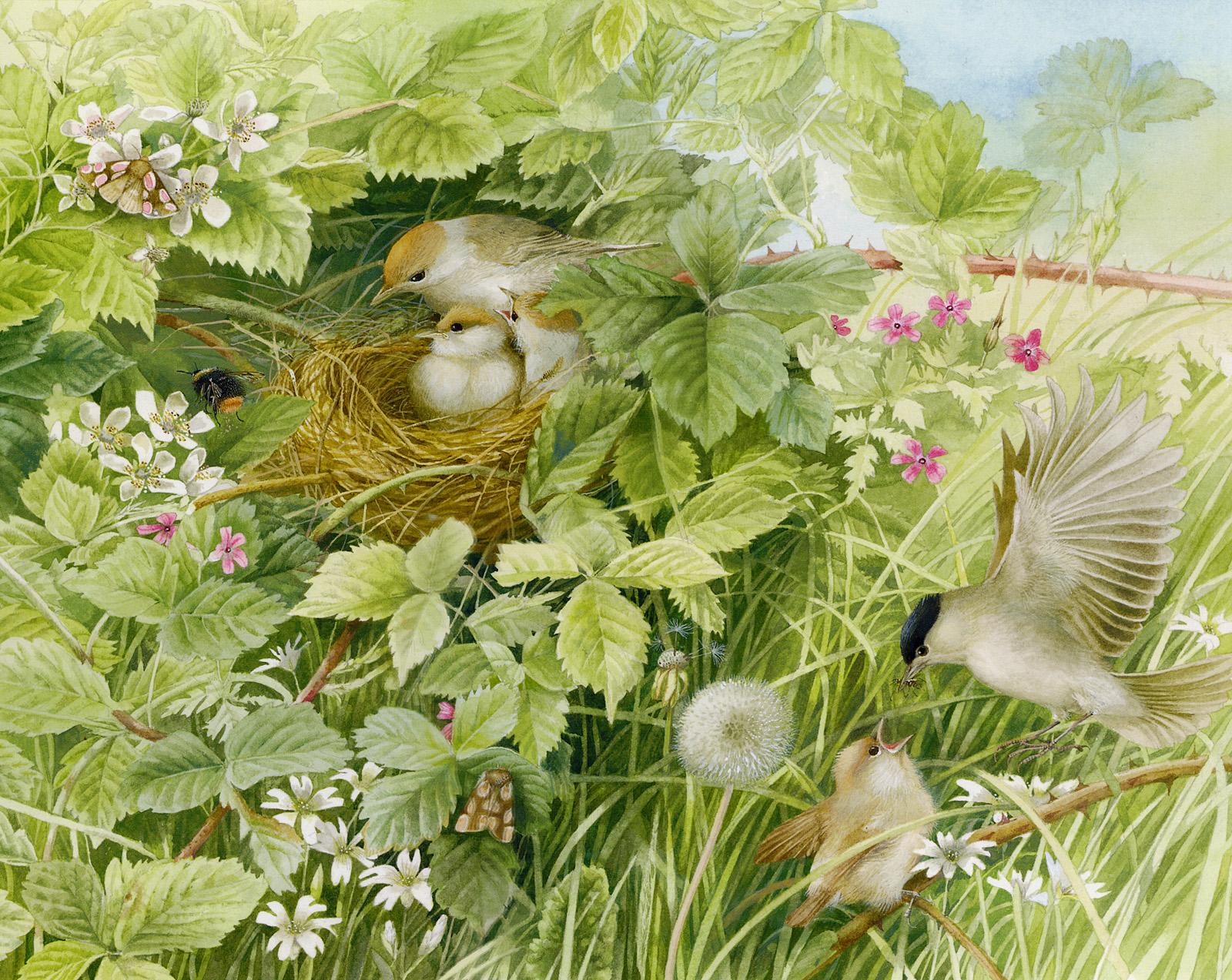 Lovely Bird Illustrations by Marjolein Bastin | Art and Design