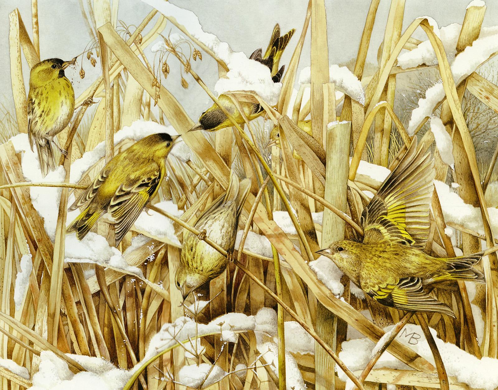 Lovely Bird Illustrations by Marjolein Bastin | Art and Design
