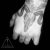 Goat Skull Tattoos: Symbolism, Design, and Inspiration | Art and Design